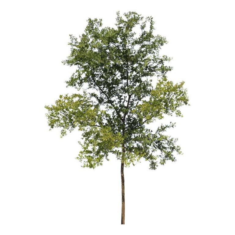 樹木素材 – ページ 5 – sozaiya.com