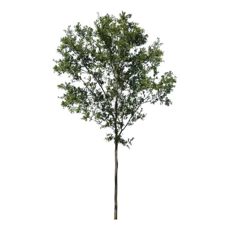 T3_082 – sozaiya.com