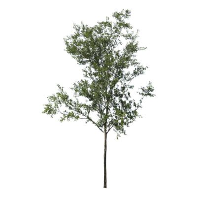 無料樹木素材セット07-30個 free_trees_set07 – sozaiya.com
