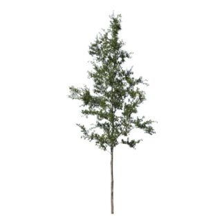 T3_082 – sozaiya.com