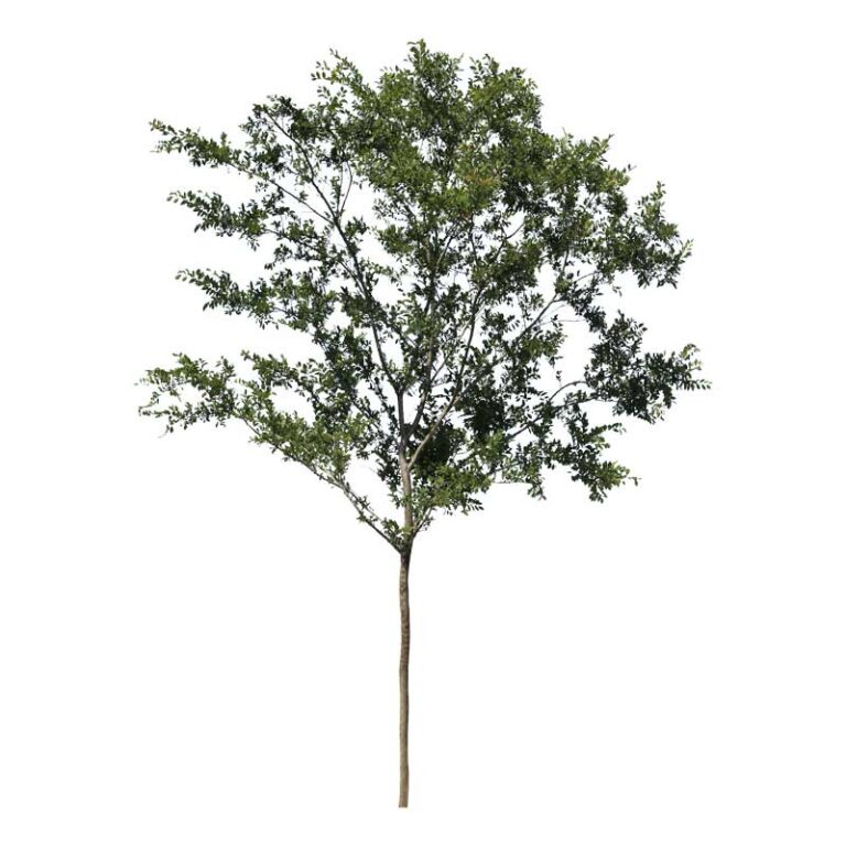 T3_082 – sozaiya.com