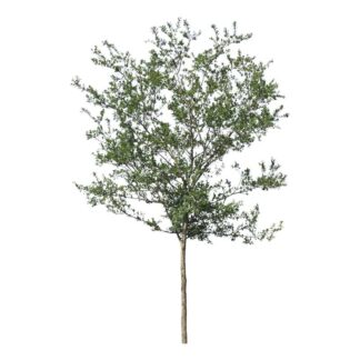 T3_118 – sozaiya.com