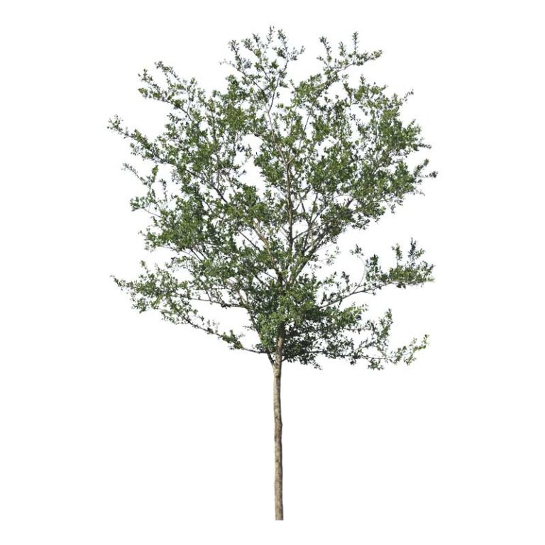 T3_082 – sozaiya.com