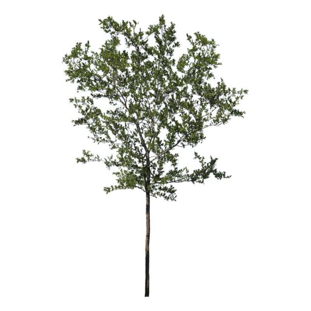 T3_082 – sozaiya.com