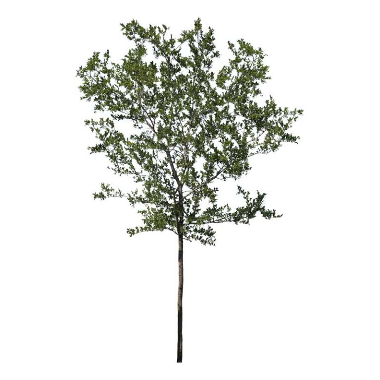 T3_082 – sozaiya.com