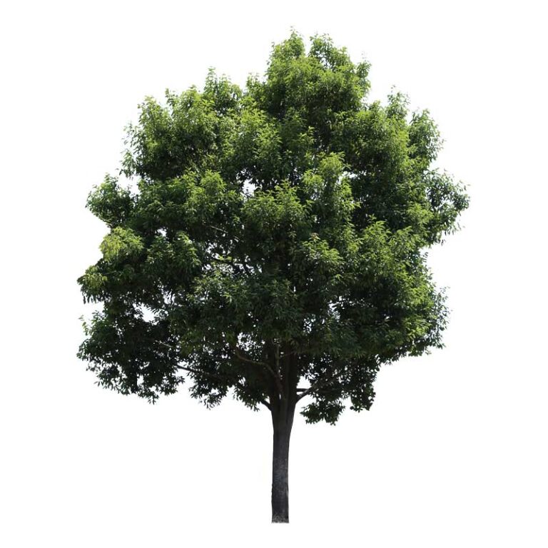 树木材料 – sozaiya.com