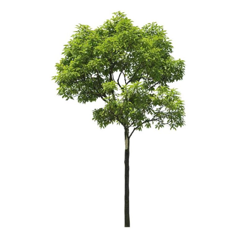 T3_025 – sozaiya.com