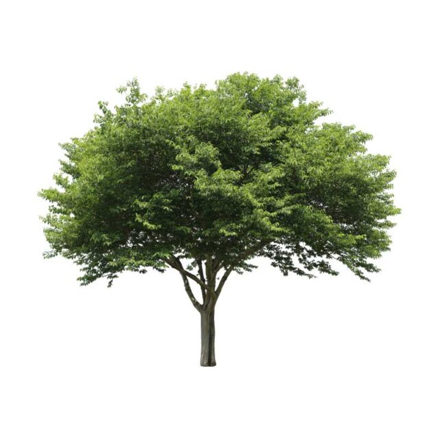 樹木素材 – ページ 5 – sozaiya.com