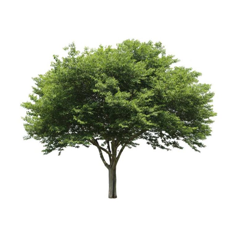 T3_082 – sozaiya.com