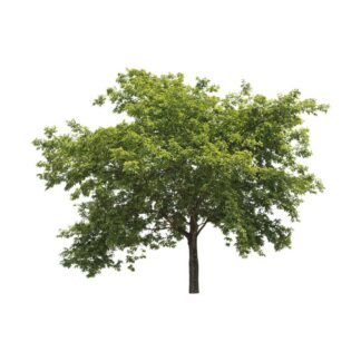 T3_088 – sozaiya.com