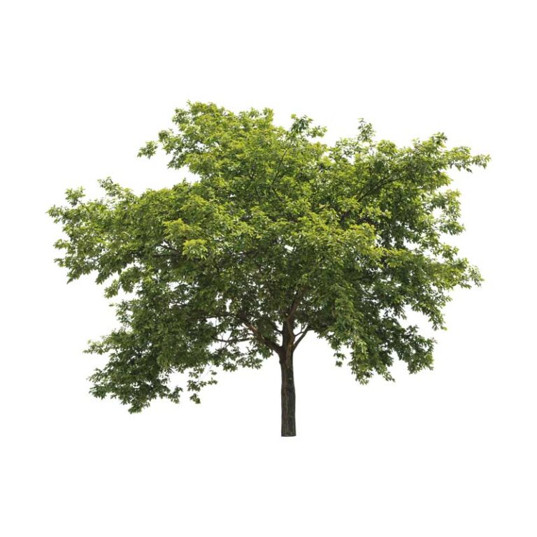 T3_082 – sozaiya.com