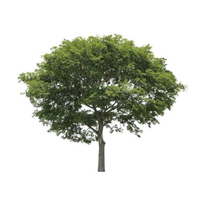 T3_162 – sozaiya.com