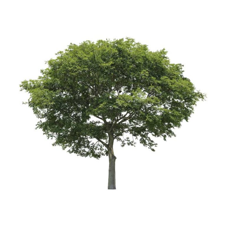 樹木素材 – ページ 6 – sozaiya.com