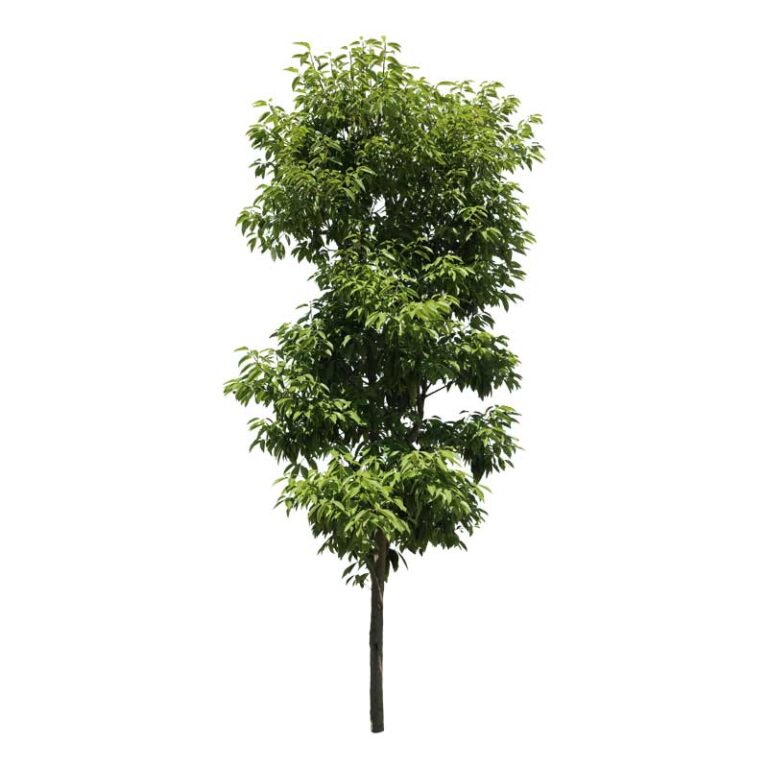 T3_034 – sozaiya.com