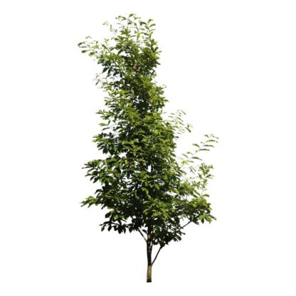 T3_002 – sozaiya.com