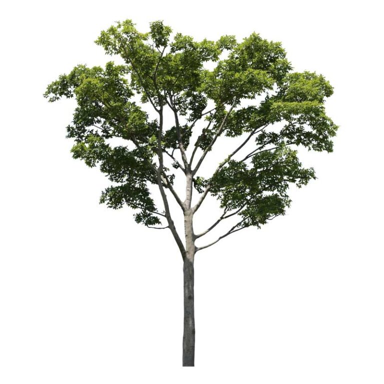 T3_082 – sozaiya.com