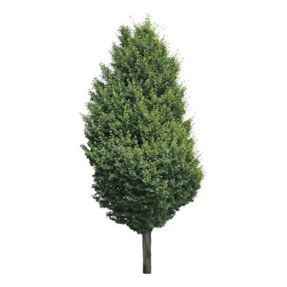 樹木素材 – sozaiya.com