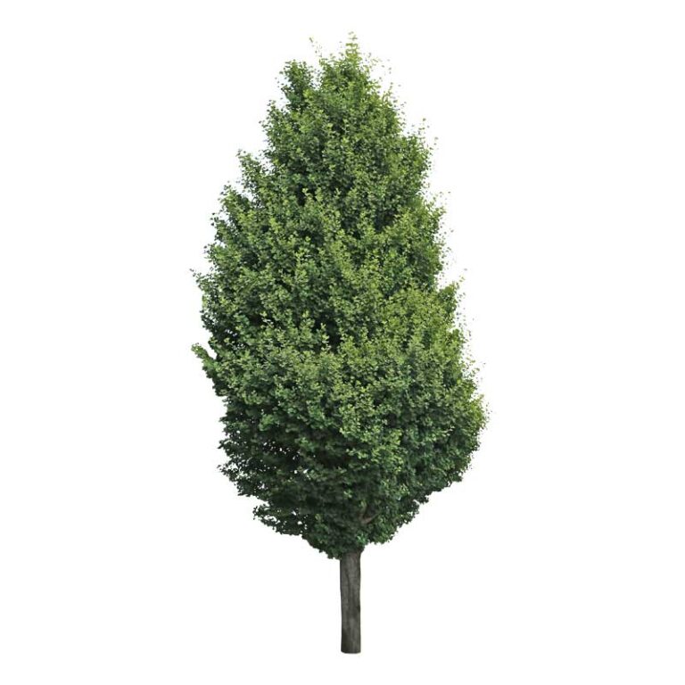 樹木素材 – sozaiya.com