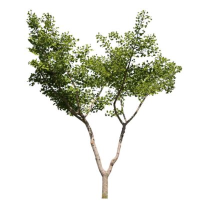 T3_088 – sozaiya.com