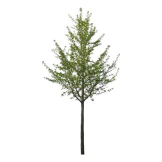 T3_082 – sozaiya.com