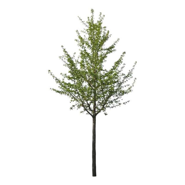 T3_082 – sozaiya.com