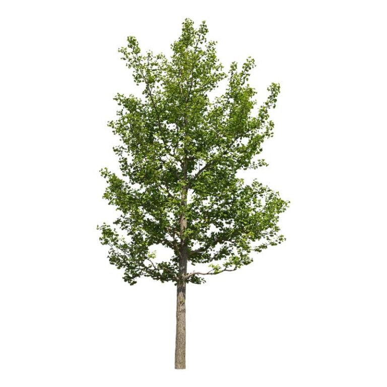 T3_042 – sozaiya.com