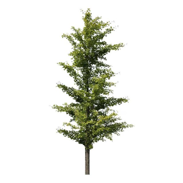 T3_082 – sozaiya.com