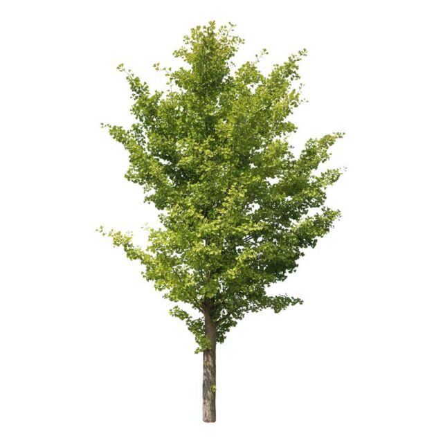 無料樹木素材セット07-30個 free_trees_set07 – sozaiya.com