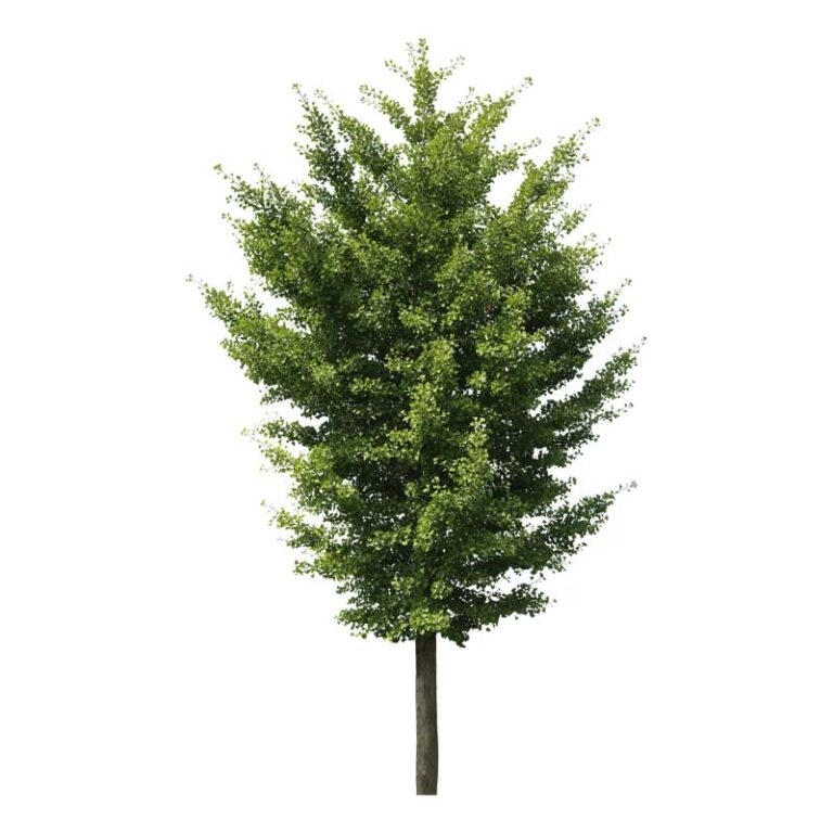 T3_046 – sozaiya.com