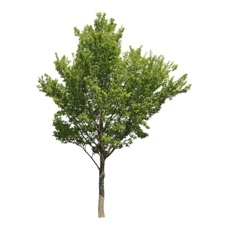 T3_082 – sozaiya.com