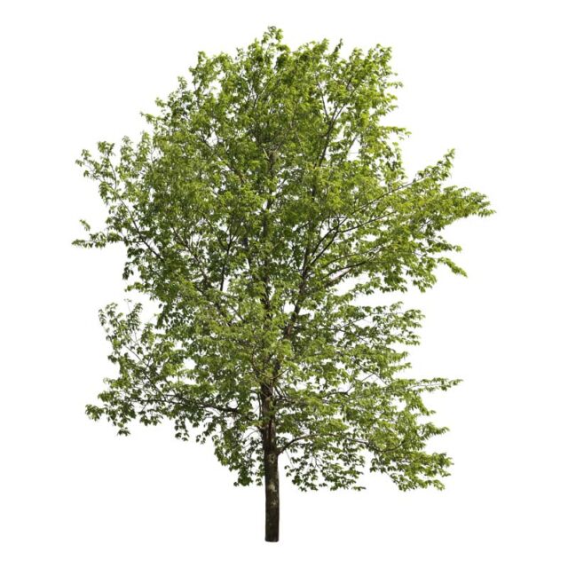 T3_049 – sozaiya.com