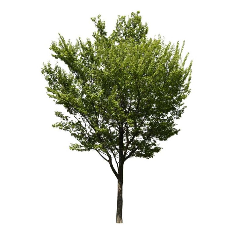 T3_082 – sozaiya.com