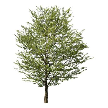 T3_051 – sozaiya.com