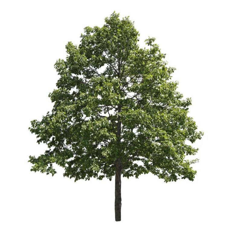 T3_082 – sozaiya.com