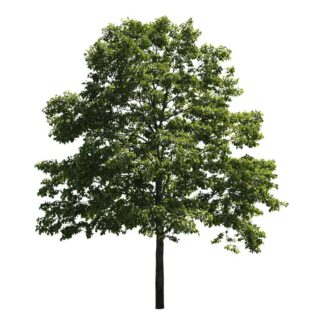 T3_088 – sozaiya.com