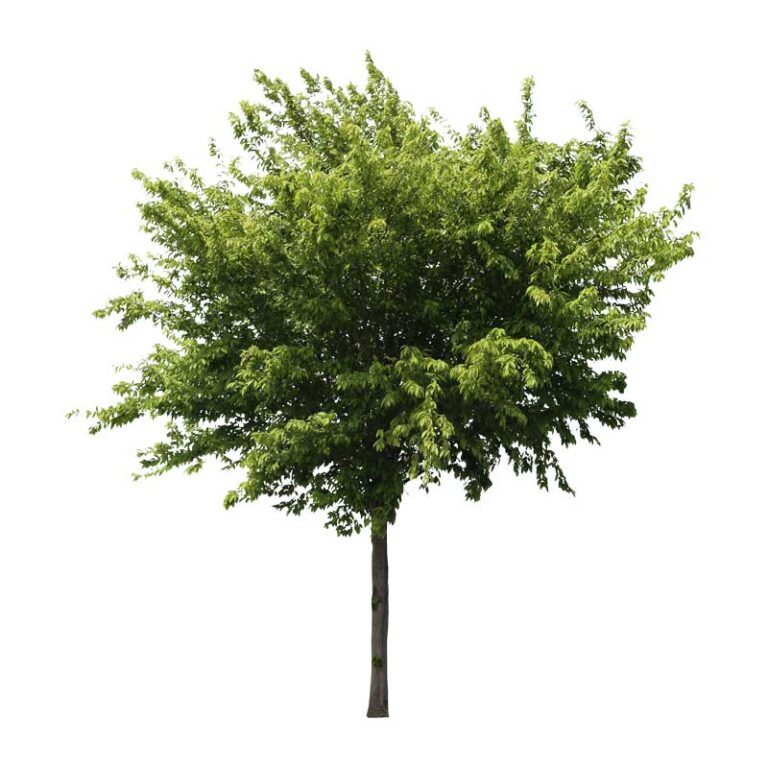 樹木素材 – sozaiya.com