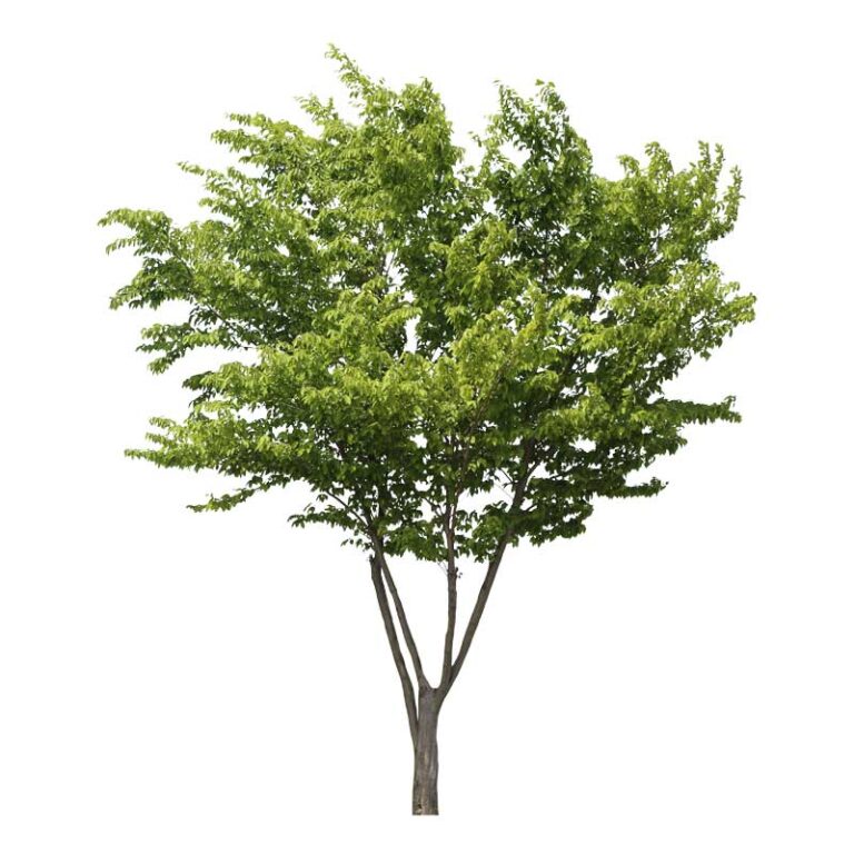 T3_082 – sozaiya.com