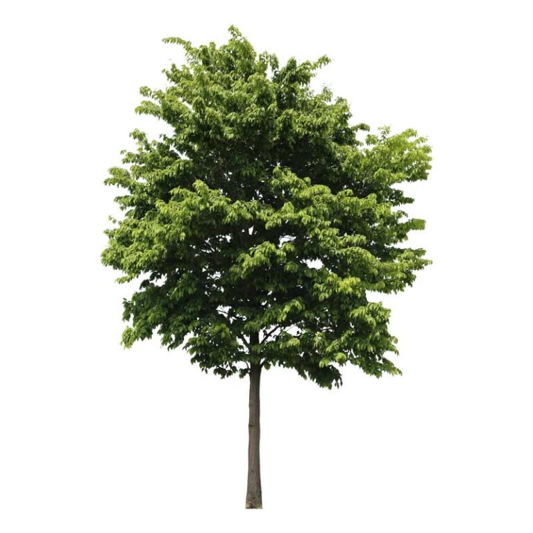 23_001 – sozaiya.com