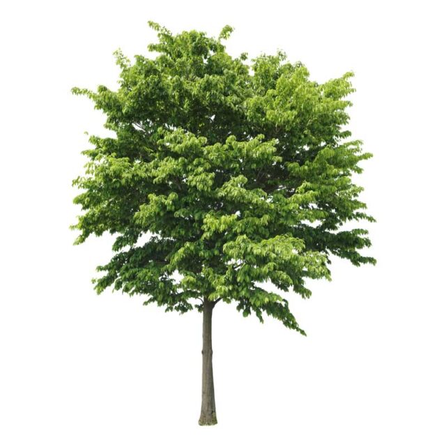 T3_059 – sozaiya.com