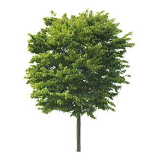 T3_127 – sozaiya.com