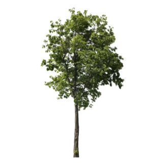 T3_062 – sozaiya.com