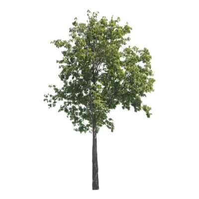 無料樹木素材セット07-30個 free_trees_set07 – sozaiya.com