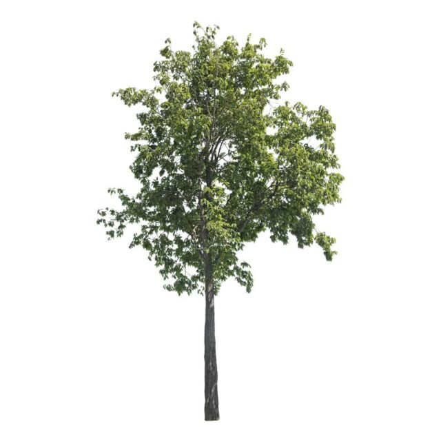 無料樹木素材セット07-30個 free_trees_set07 – sozaiya.com