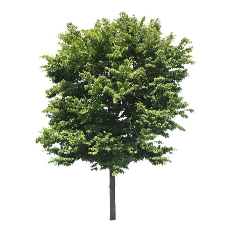 sozaiya.com – 人物剪纸/树木素材免费/人物插画/建筑CG素材网站