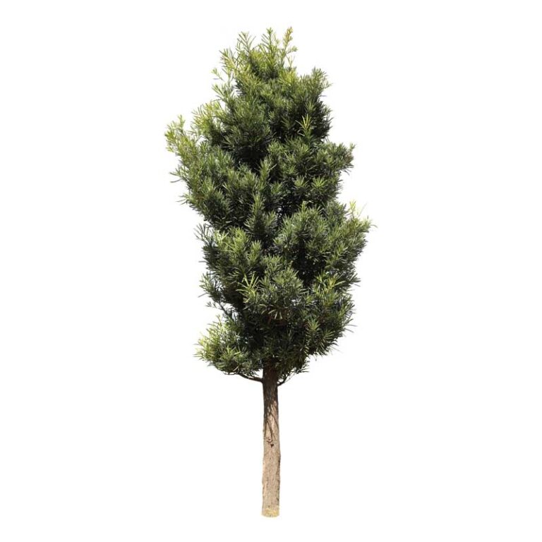 T3_068 – sozaiya.com