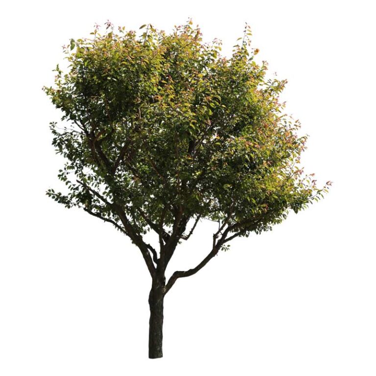 樹木素材 – ページ 3 – sozaiya.com