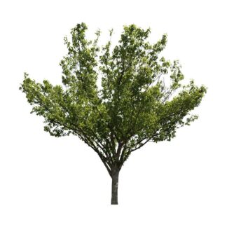 T3_297 – sozaiya.com