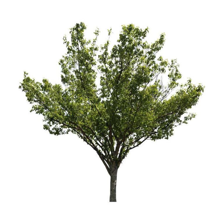 樹木素材 – sozaiya.com