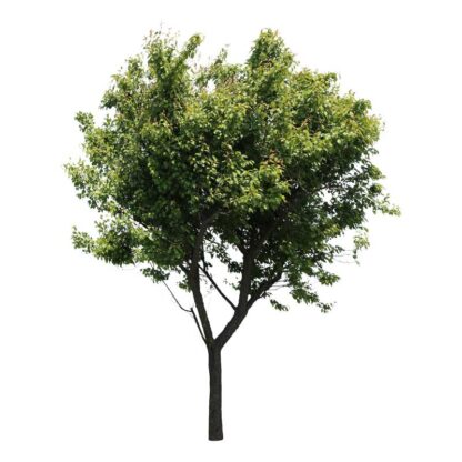 樹木素材 – ページ 6 – sozaiya.com