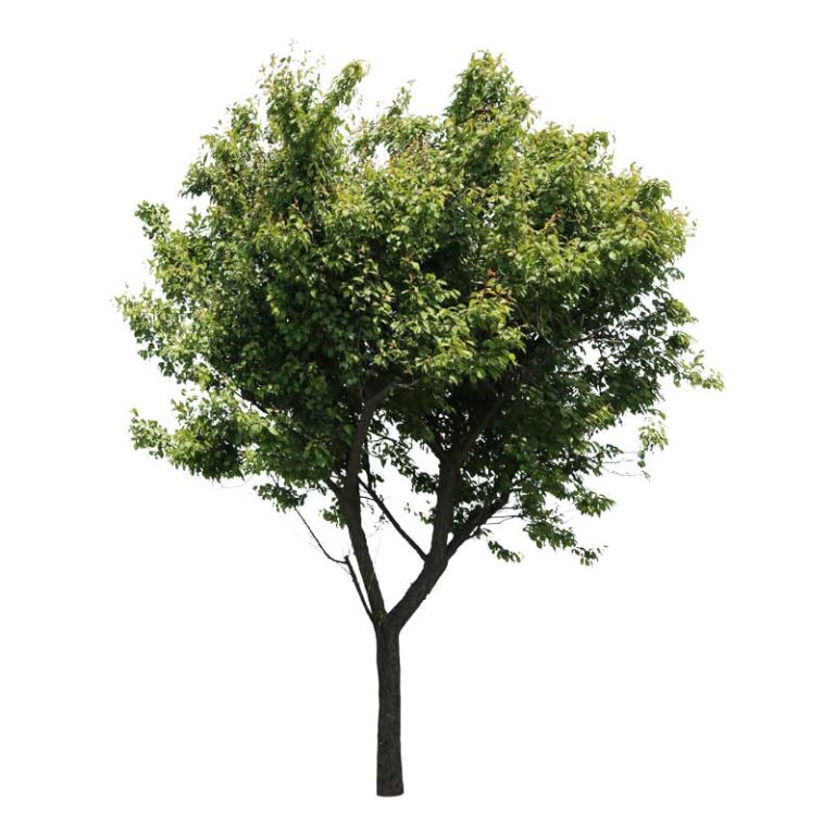 樹木素材 – sozaiya.com